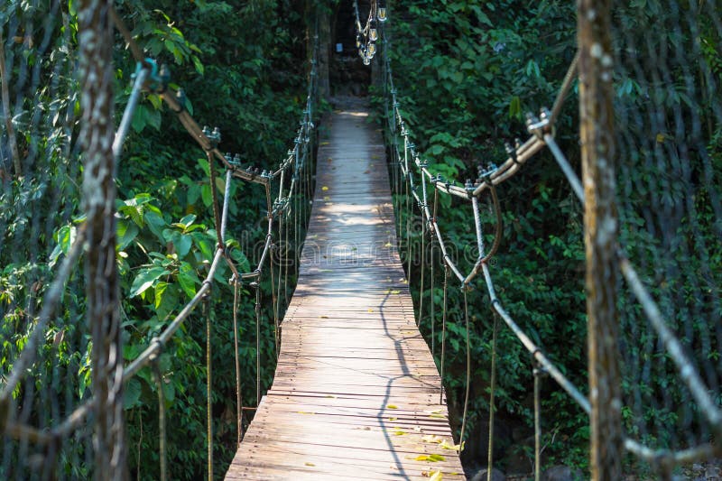 Bridge in jungle stock image. Image of natural, green - 277950313
