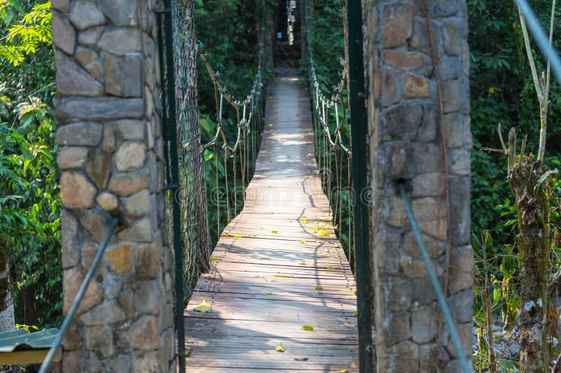 Bridge in jungle stock image. Image of sunlight, pedestrian - 278116327