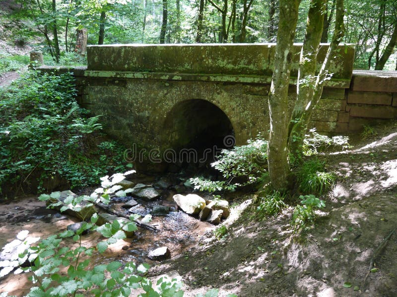 Bridge in lake at forest stock image. Image of bridge - 120879939