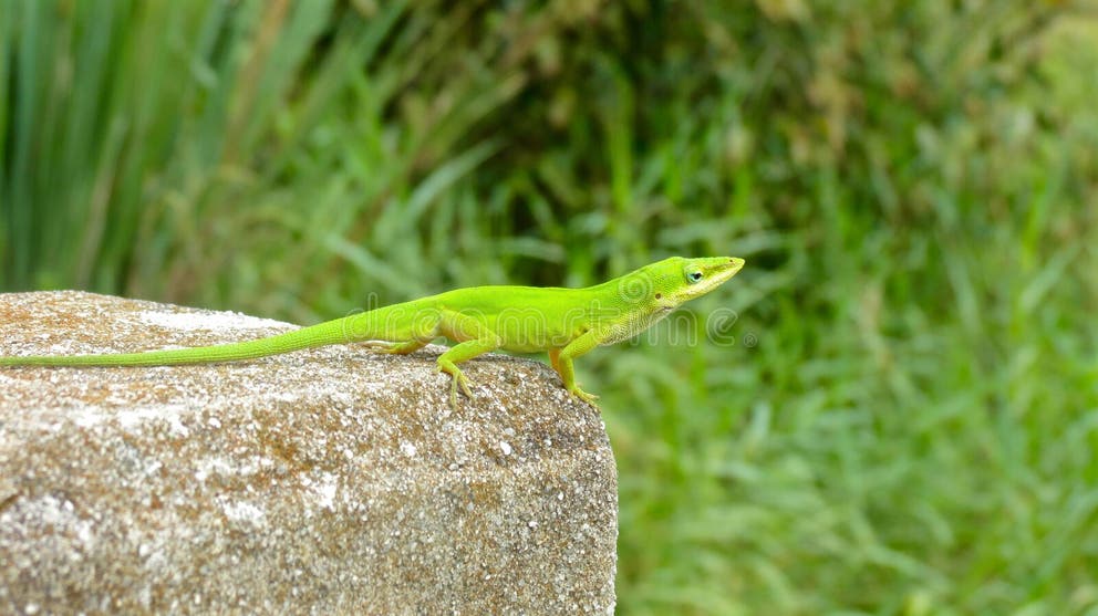 Bridge Lizard stock image. Image of lizzard, curious - 59718395