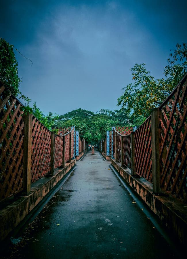 Lush Green Fruit Tree with Juicy, Ripe Cherry Fruits Dangling from Its ...