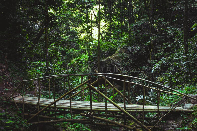 Bridge Made of Bamboo Sticks in the Middle of the Forest Stock Photo ...