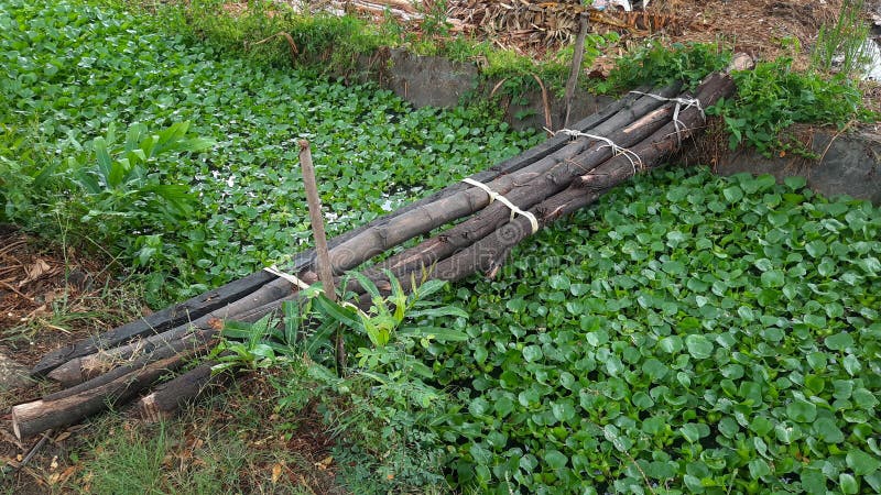 Bridge Made of Tree Trunks To Cross a Small River Stock Photo - Image ...