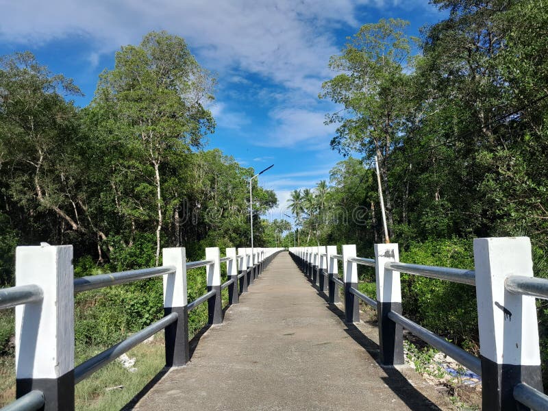 A Bridge among Mangrove Trees in Atuka, Mimika, Central Papua Stock ...