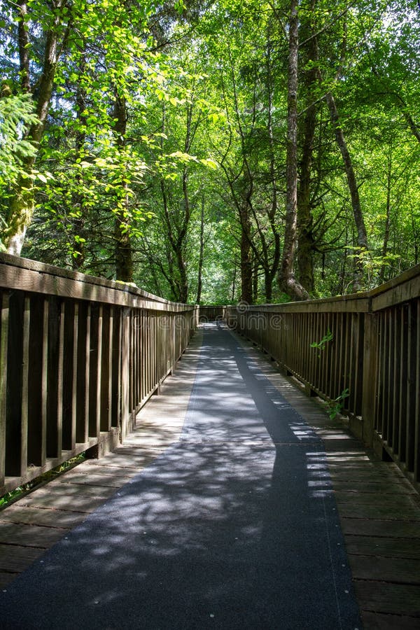 A Bridge in the Middle of the Pluvial Rainforest; Oregon State, USA ...