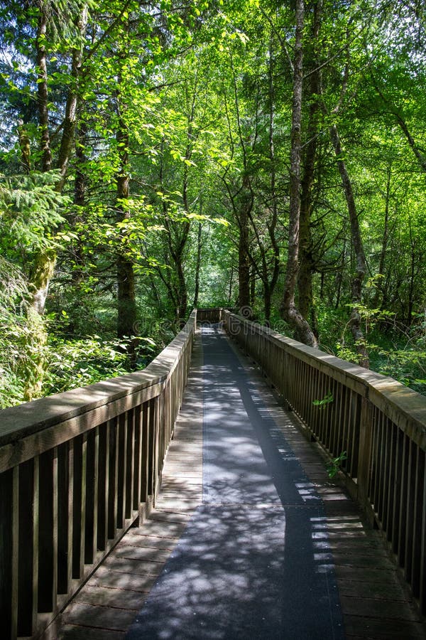 A Bridge in the Middle of the Pluvial Rainforest; Oregon State, USA ...