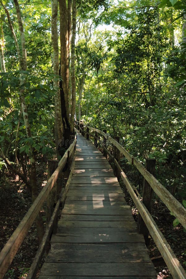 Bridge in the Middle of the Rainforest in Amazonas, Brazil Stock Photo ...