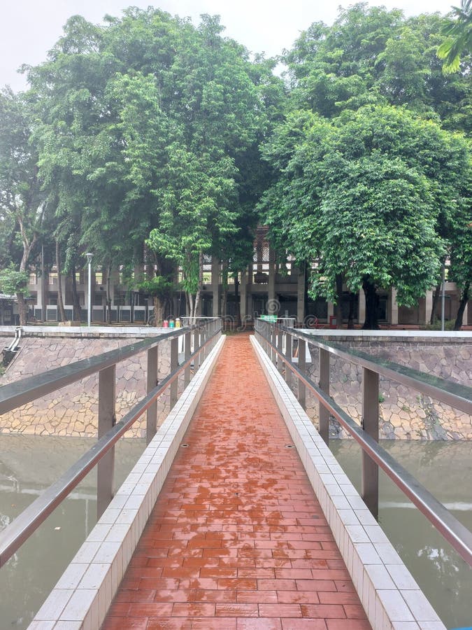 Bridge in the Morning on the River with Beauty Tree Stock Photo - Image ...