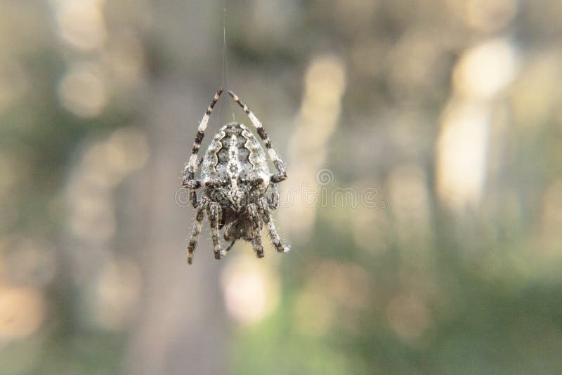 Bridge Orbweaver Spider Making Silk Stock Image - Image of nature ...