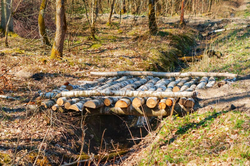 Bridge Over a Ditch in the Forest, Bridge of Birch Logs Stock Photo ...
