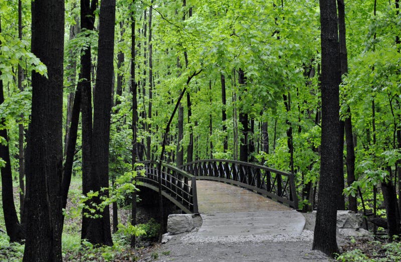 Bridge stock photo. Image of life, trees, bridge, falling - 100348574