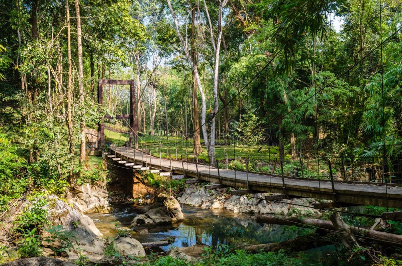 Bridge Over the River in the Rainforest Stock Photo - Image of hanging ...