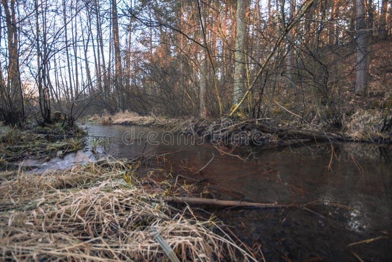 Bridge Over the River,remote Forest, Rising Sun Stock Image - Image of ...