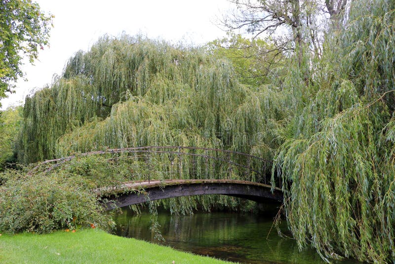 Weeping willows and bridge stock image. Image of bridge - 163841475