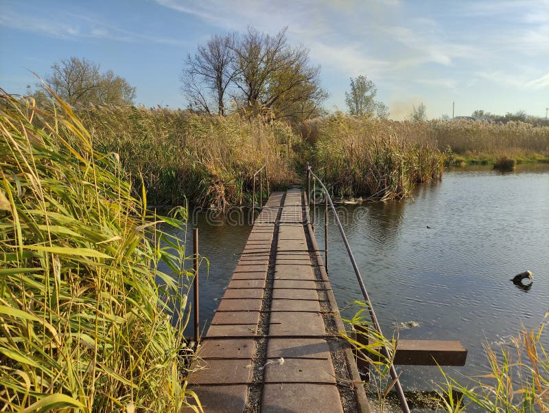 Bridge Over a Small Pond with Reeds Stock Photo - Image of harmony ...