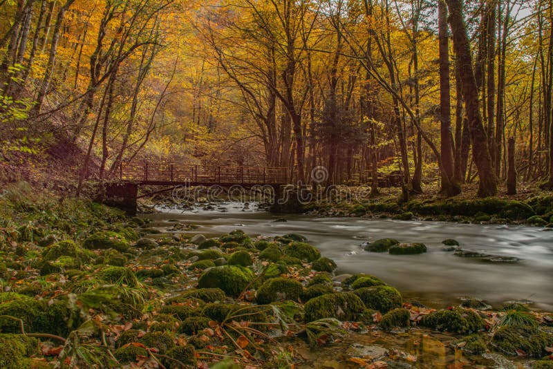 Bridge over stream stock image. Image of water, plant - 233618615