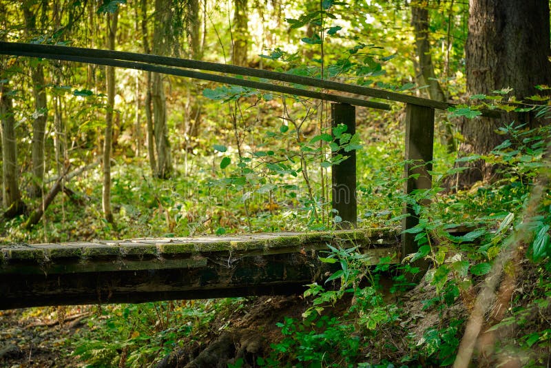 Bridge Over a Stream in the Forest Stock Image - Image of color, hike ...