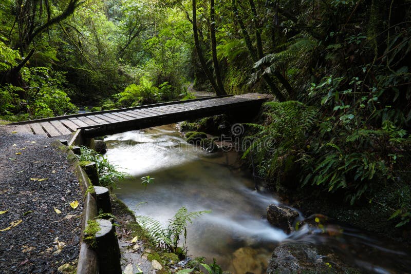 Bridge in forest stock image. Image of path, bridge - 119283097