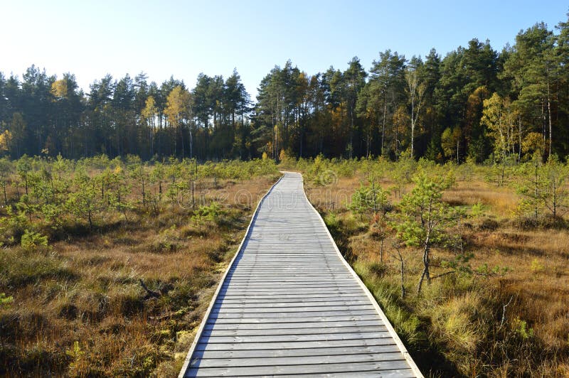 The bridge over the swamp stock photo. Image of wood - 62848346