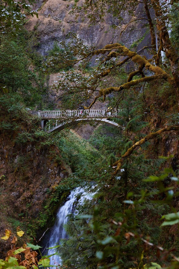 Bridge Over the Waterfall Surrounded by Trees Stock Image - Image of ...