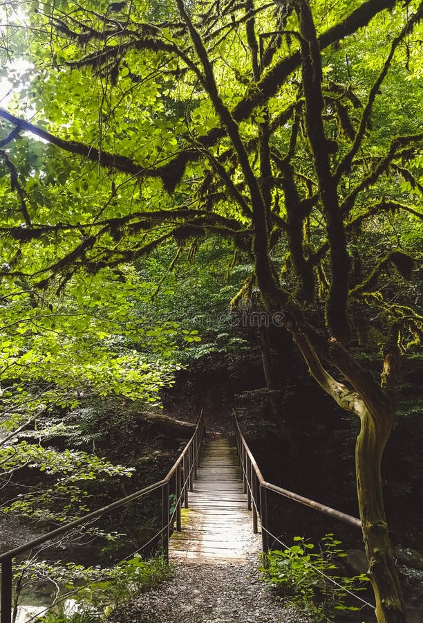 Wooden Bridge Across a Mountain River in a Yew-boxwood Grove Stock ...