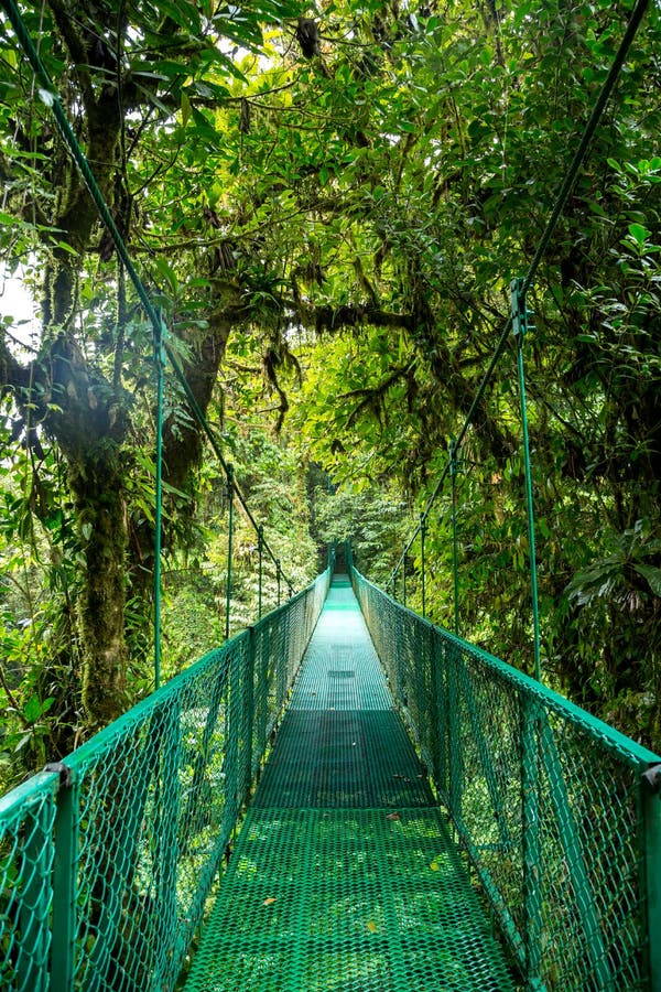 A Bridge in the Rain Forest Stock Image - Image of rica, conservation ...
