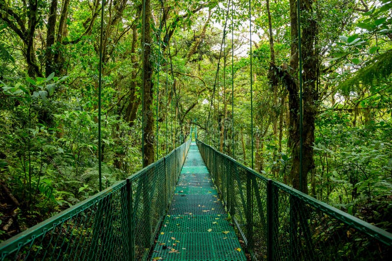 A Bridge in the Rain Forest Stock Image - Image of monteverde, tree ...