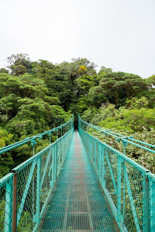 A Bridge in the Rain Forest Stock Image - Image of bridge, long: 61995877