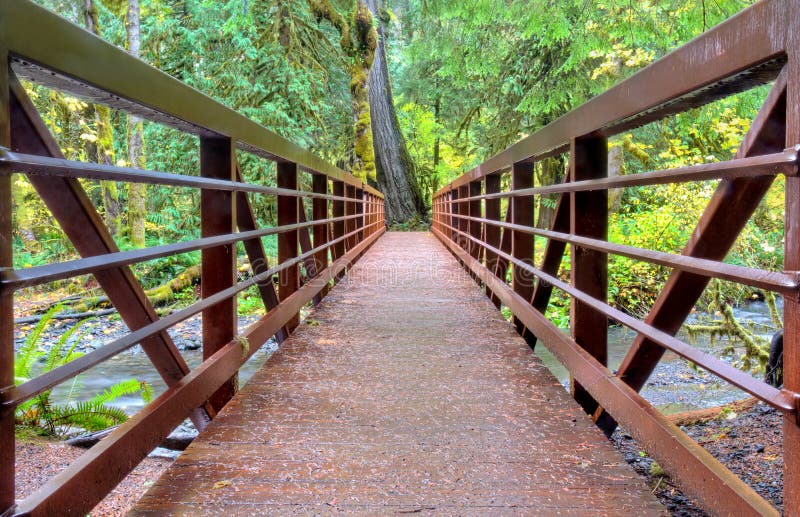 Wooden Bridge in the Hoh Rainforest Stock Photo - Image of olympic ...