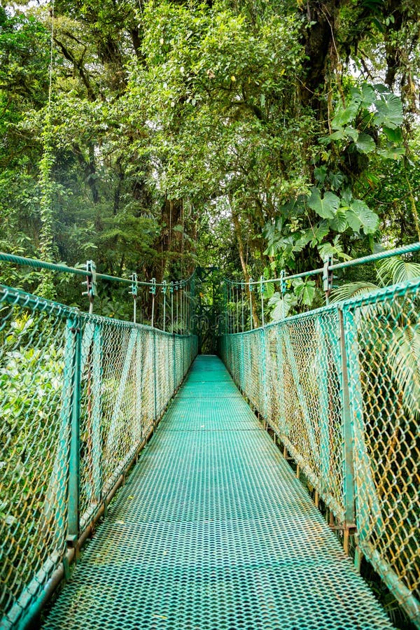 A bridge in the rainforest stock photo. Image of rain - 62763364