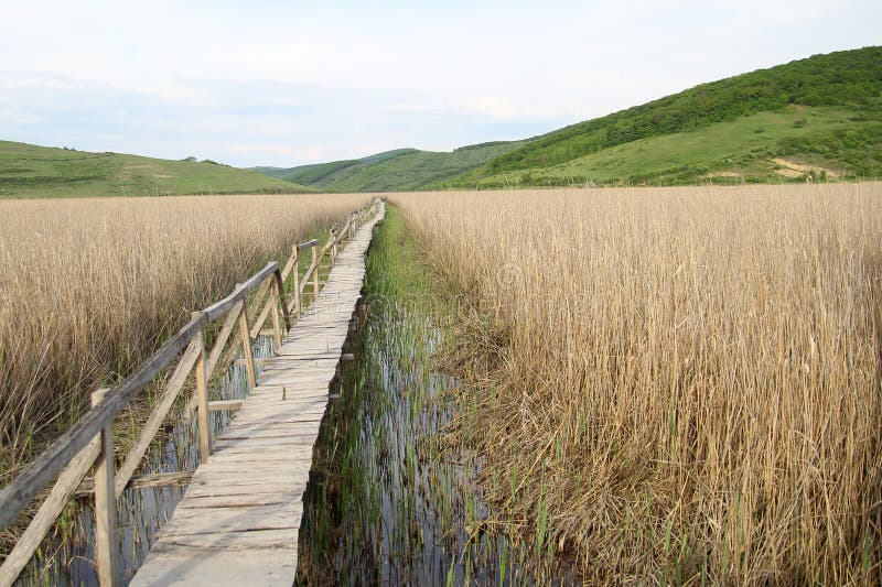 Bridge stock photo. Image of silence, pathway, reed, bridge - 80268296
