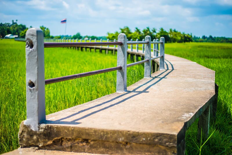 The Bridge and Rice Fields. Stock Image - Image of farmland, asia: 65155109
