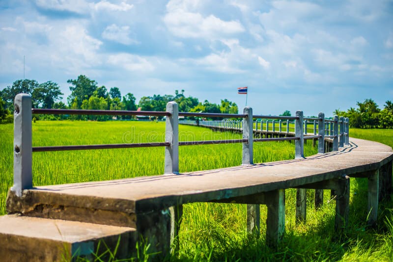 The Bridge and Rice Fields. Stock Image - Image of asian, grow: 65155117