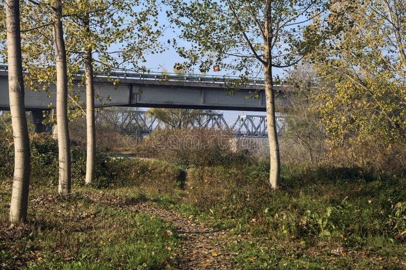 Bridge Seen from a Trail in a Grove Stock Photo - Image of birch, path ...