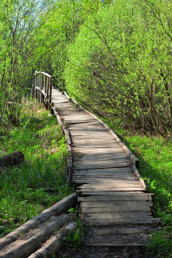 Bridge in a spring forest stock photo. Image of brown - 20386980