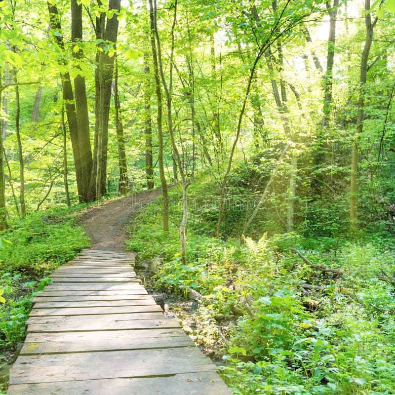 Bridge in the Sunny Green Forest Stock Photo - Image of forest ...