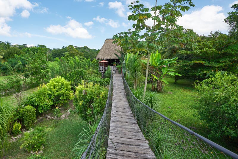 Suspension Bridge in a Tropical Forest at Sunset. Stock Photo - Image ...