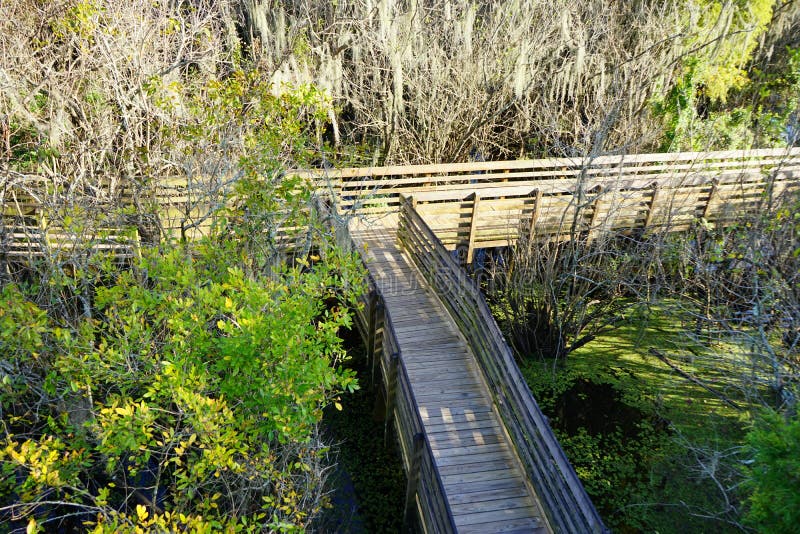 Bridge in swamp stock image. Image of foliage, flatwood - 61283507