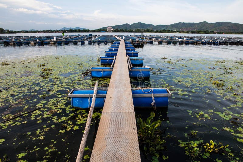 Bridge to fish farms stock image. Image of pontoon, rail - 31494113