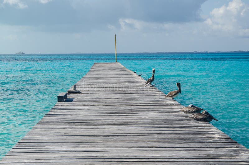 Bridge to sea stock photo. Image of bird, birds, animal - 74786854