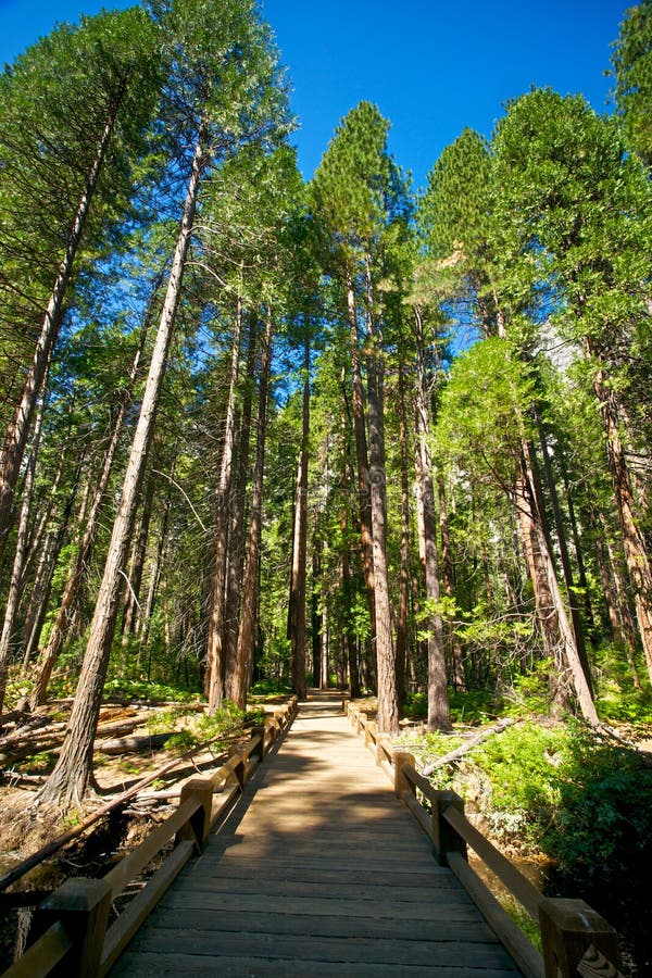 Tall Pine Trees in Pacific Northwest Stock Photo - Image of backpacking ...