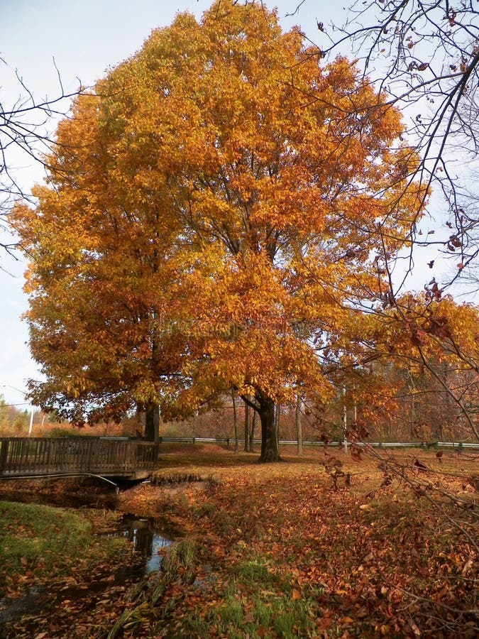 Bridge Tree II stock photo. Image of foliage, rural, fall - 45962020
