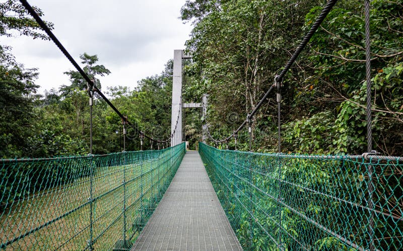 Bridge Tree Top Walk through the Jungle Malaysia Green Stock Photo ...