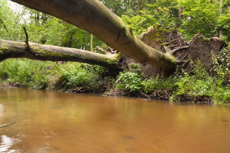 Forest bridge in autumn stock photo. Image of foliage - 22022680