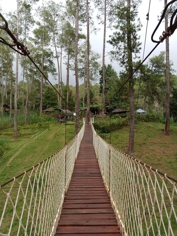 Bridge Trees and Sky View in Orchid Forest Cikole Stock Image - Image ...