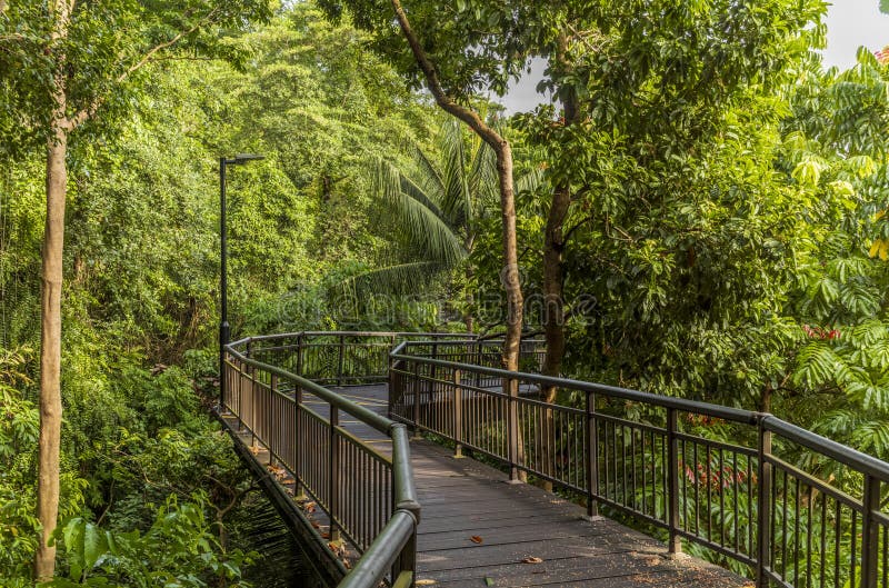 The Bridge on the Walk in the Forest on Mount Faber in Singapore Stock ...