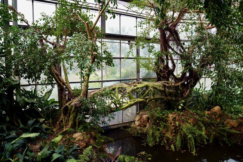 The Bridge is Woven from the Branches of the Trees Themselves ...