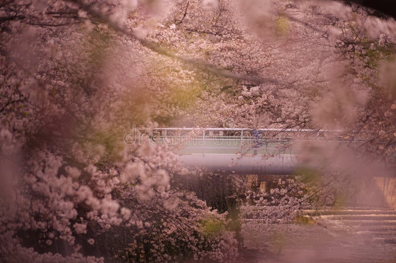 Bridge Wrapped in Cherry Blossoms (Kanda River Stock Image - Image of ...