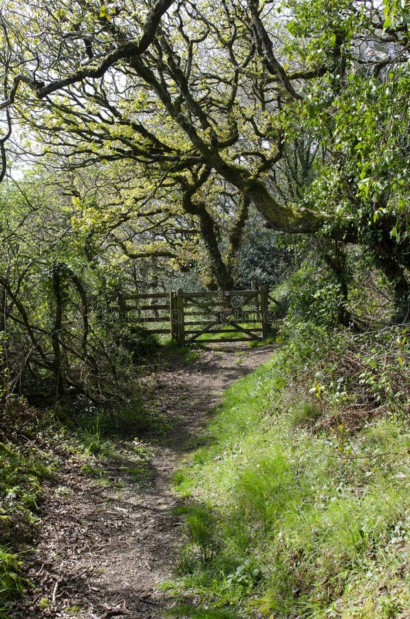 Bridle Path,gateway into Woodland. Stock Photo - Image of together ...