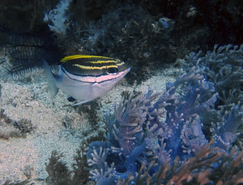 Bridled Monocle Bream Scolopsis Bilineata Stock Photo - Image of anilao ...